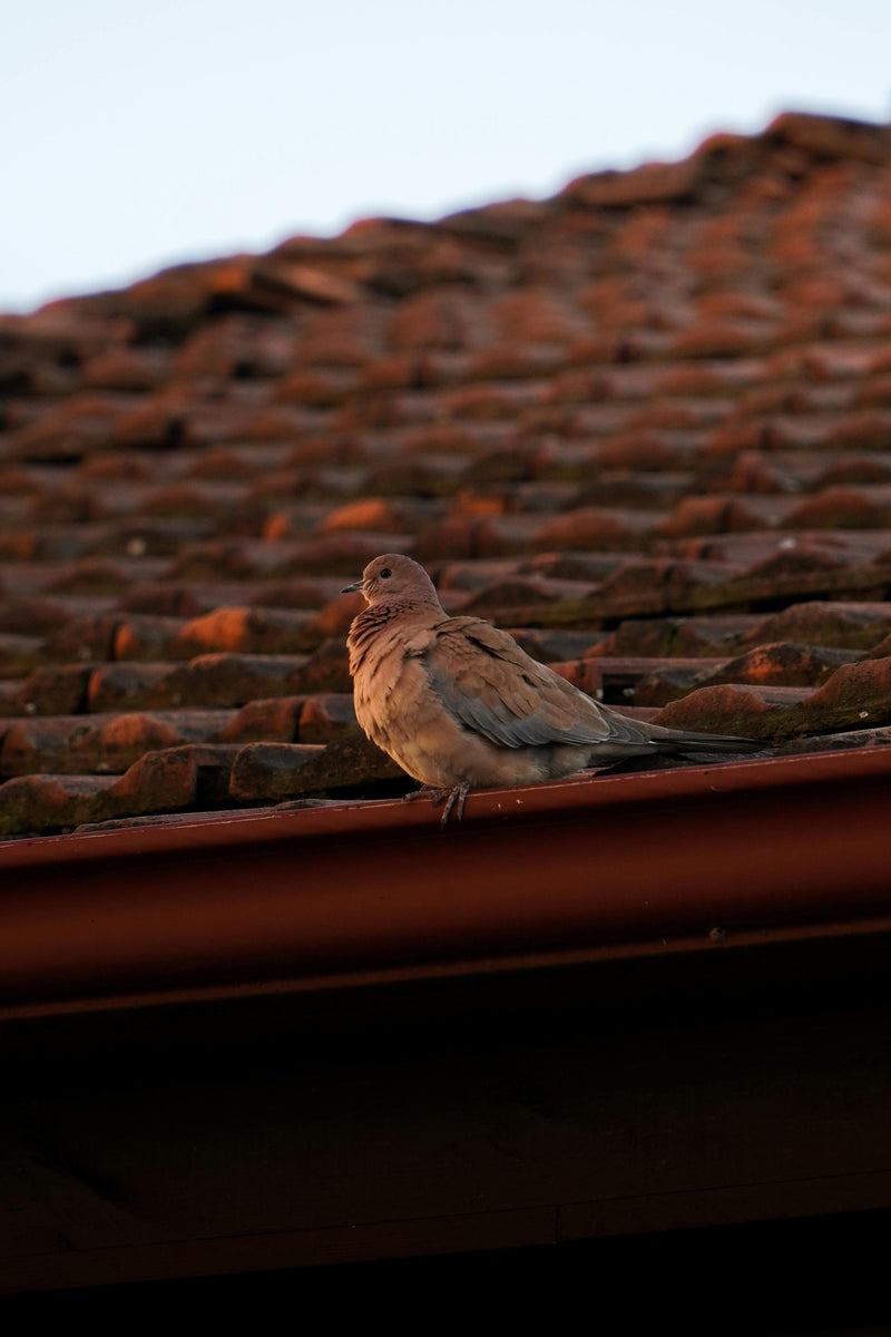 Pests Found in Gutters and How to Prevent Them – GutterFoam